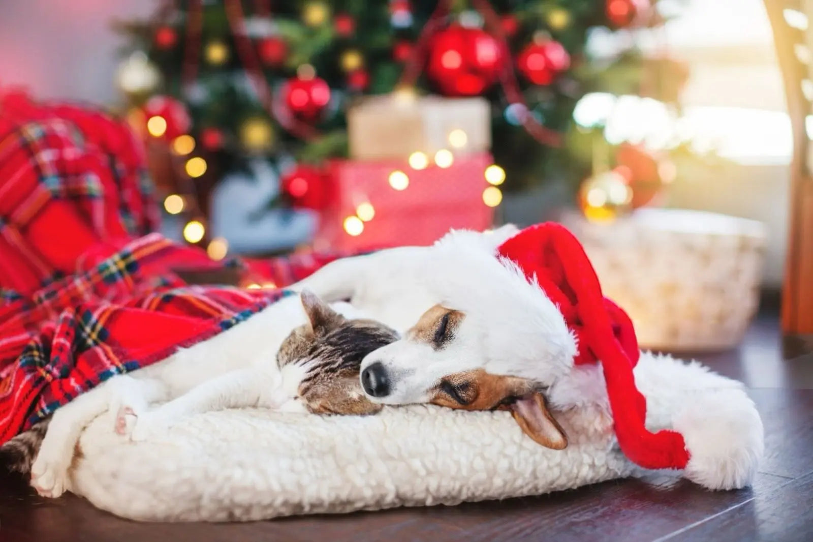 Come mantenere il tuo pet in forma anche durante le feste - Respet – Respet